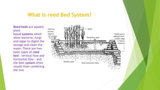 The use of reed beds for the treatment of sewage and wastewater. | PPT