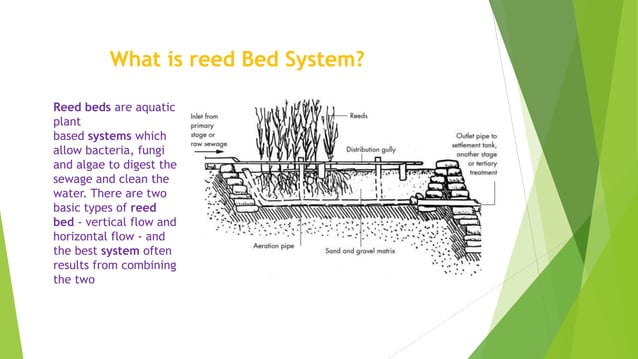 The use of reed beds for the treatment of sewage and wastewater. | PPT