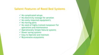 The use of reed beds for the treatment of sewage and wastewater. | PPT