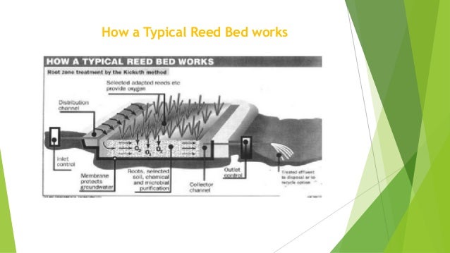 The use of reed beds for the treatment of sewage and wastewater.