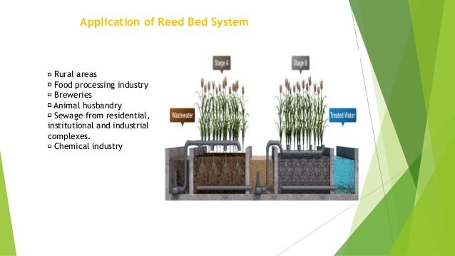 The use of reed beds for the treatment of sewage and wastewater.