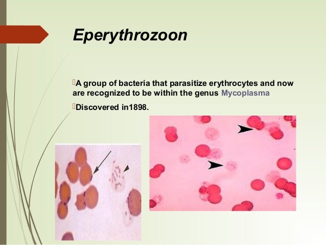 Eperythrozoon