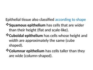 epethelial tissue and its introduction (1).pptx