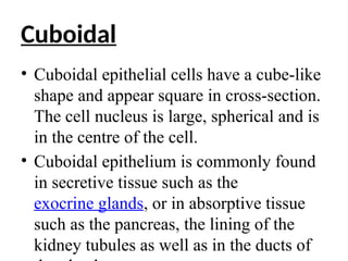 epethelial tissue and its introduction (1).pptx