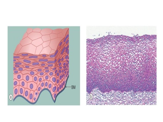 epethelial tissue and its introduction (1).pptx