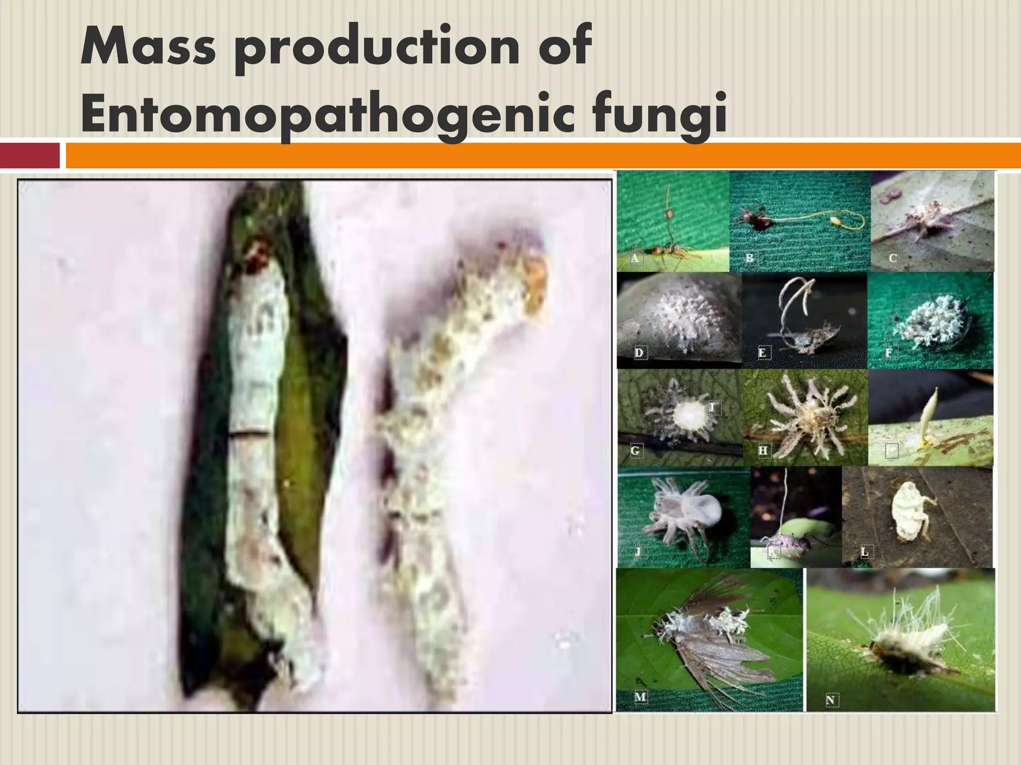 Entomo-pathogenic Fungi | PPT