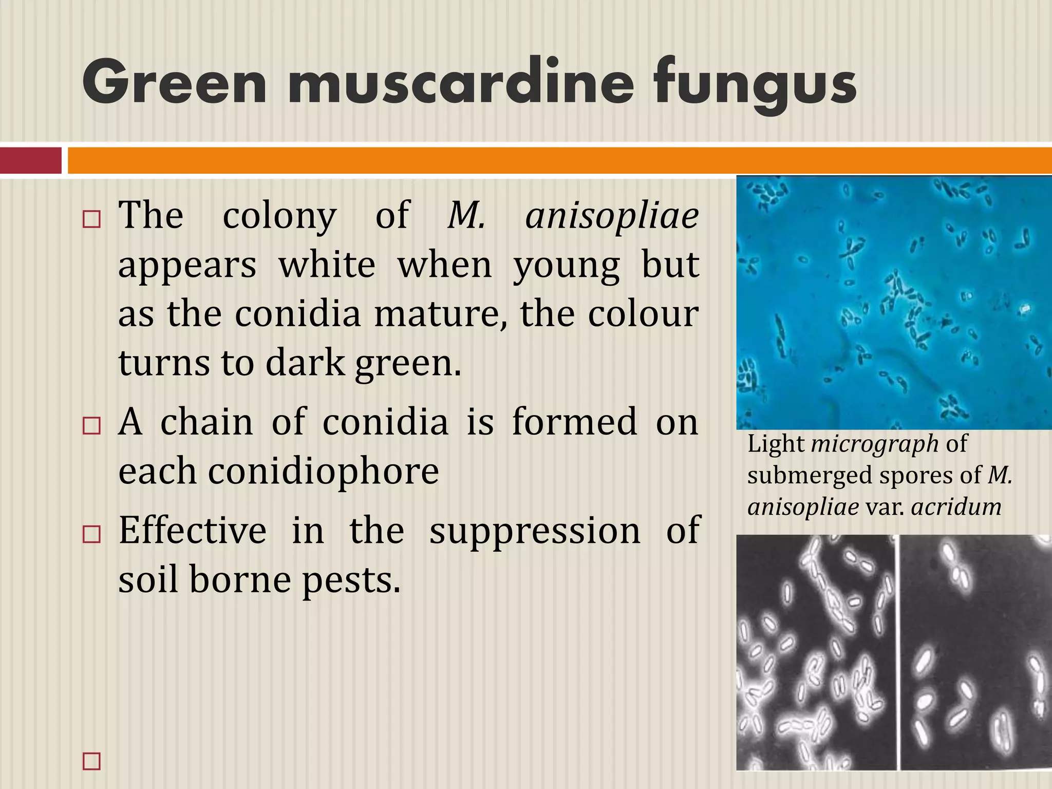 Entomo-pathogenic Fungi | PPT