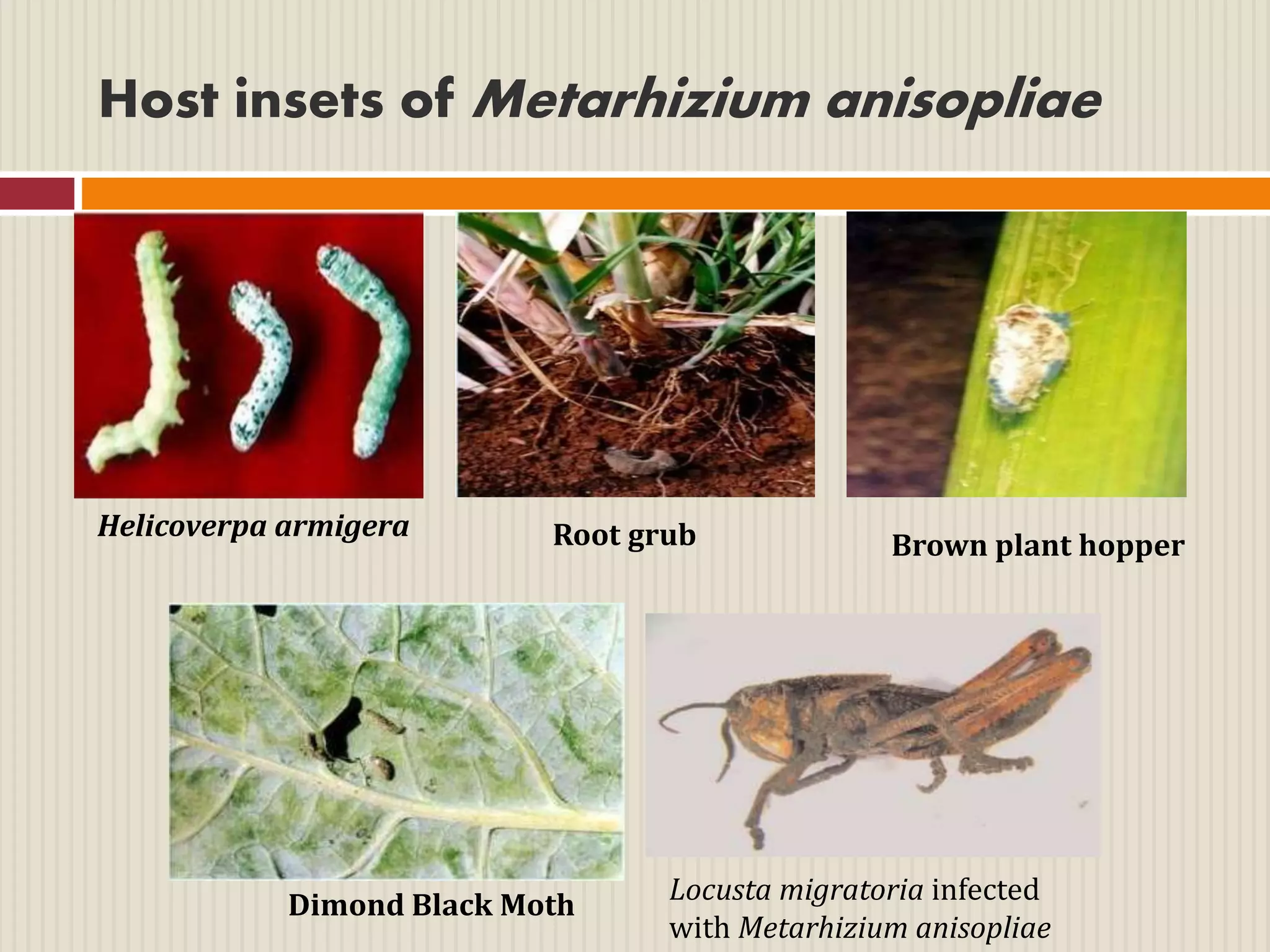 Entomo-pathogenic Fungi | PPT