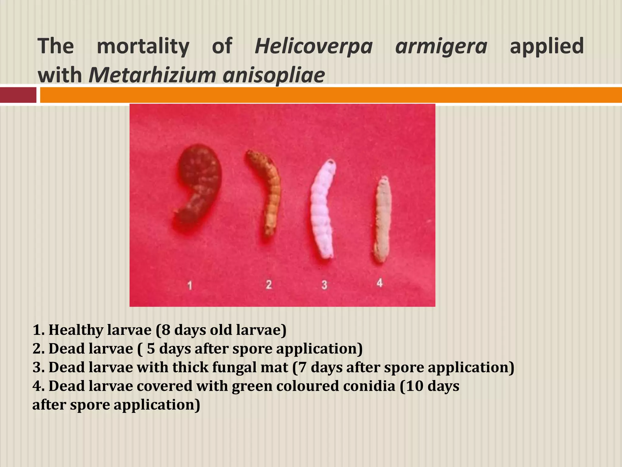 Entomo-pathogenic Fungi | PPT