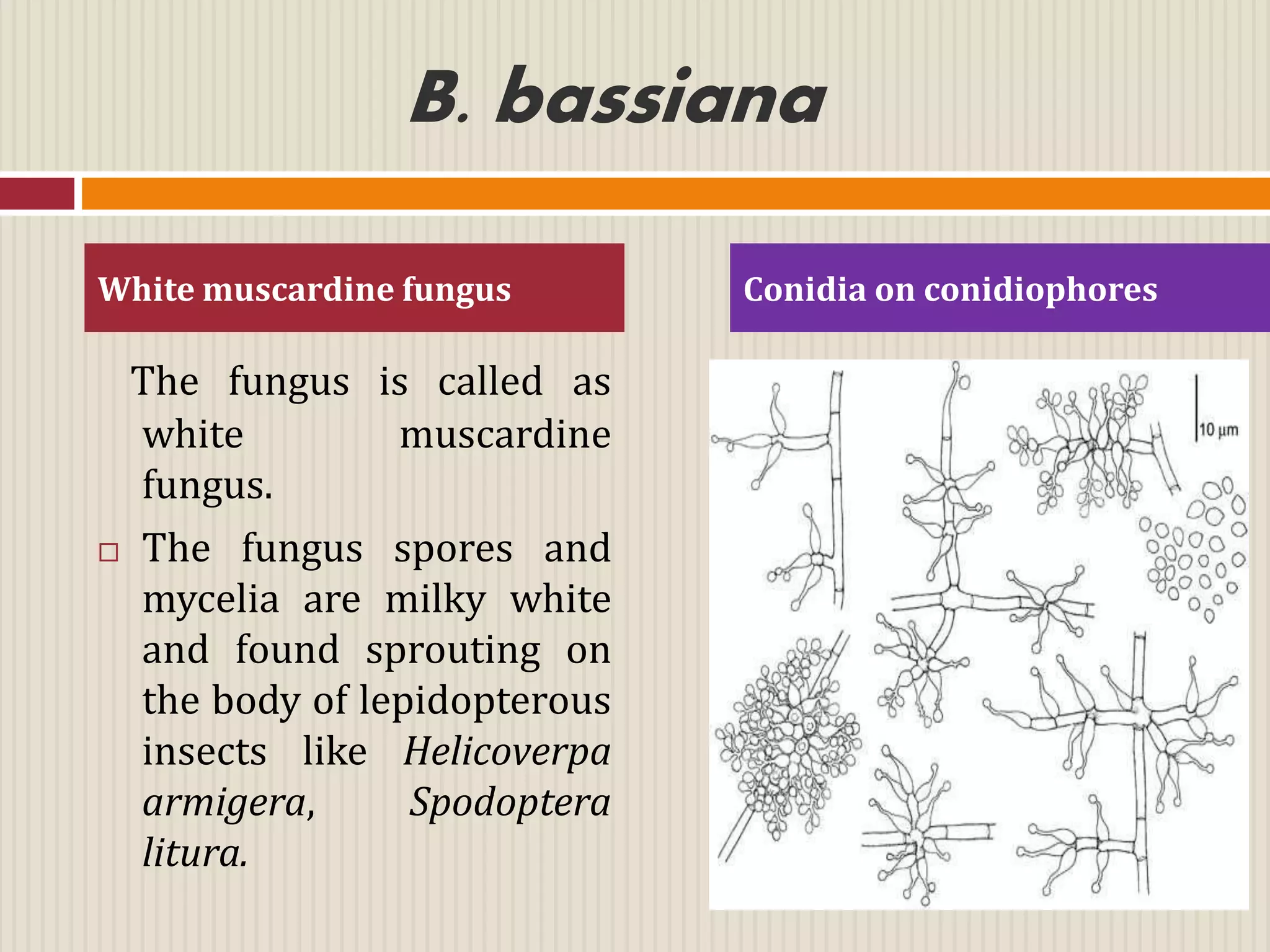 Entomo-pathogenic Fungi | PPT