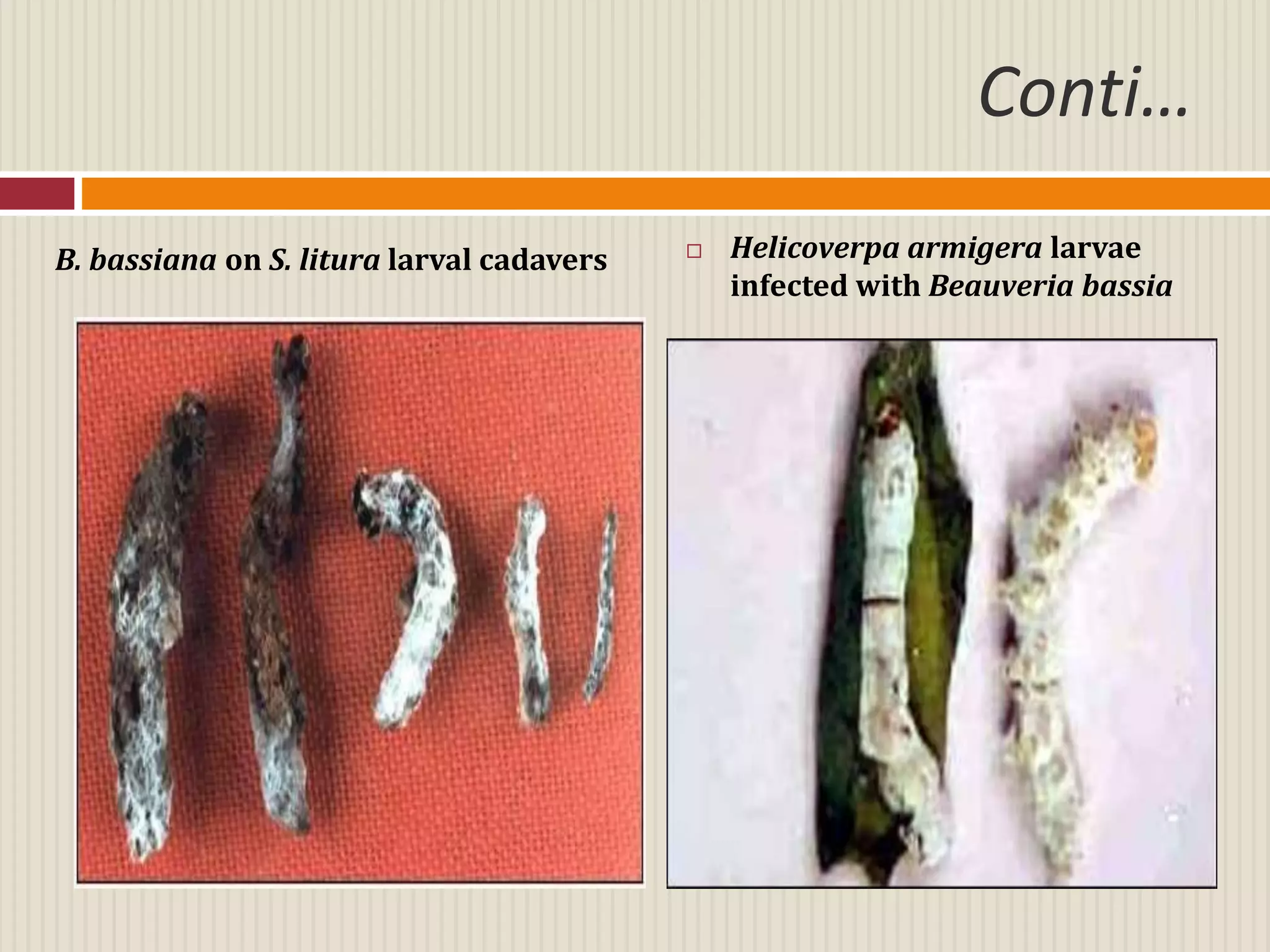 Entomo-pathogenic Fungi | PPT