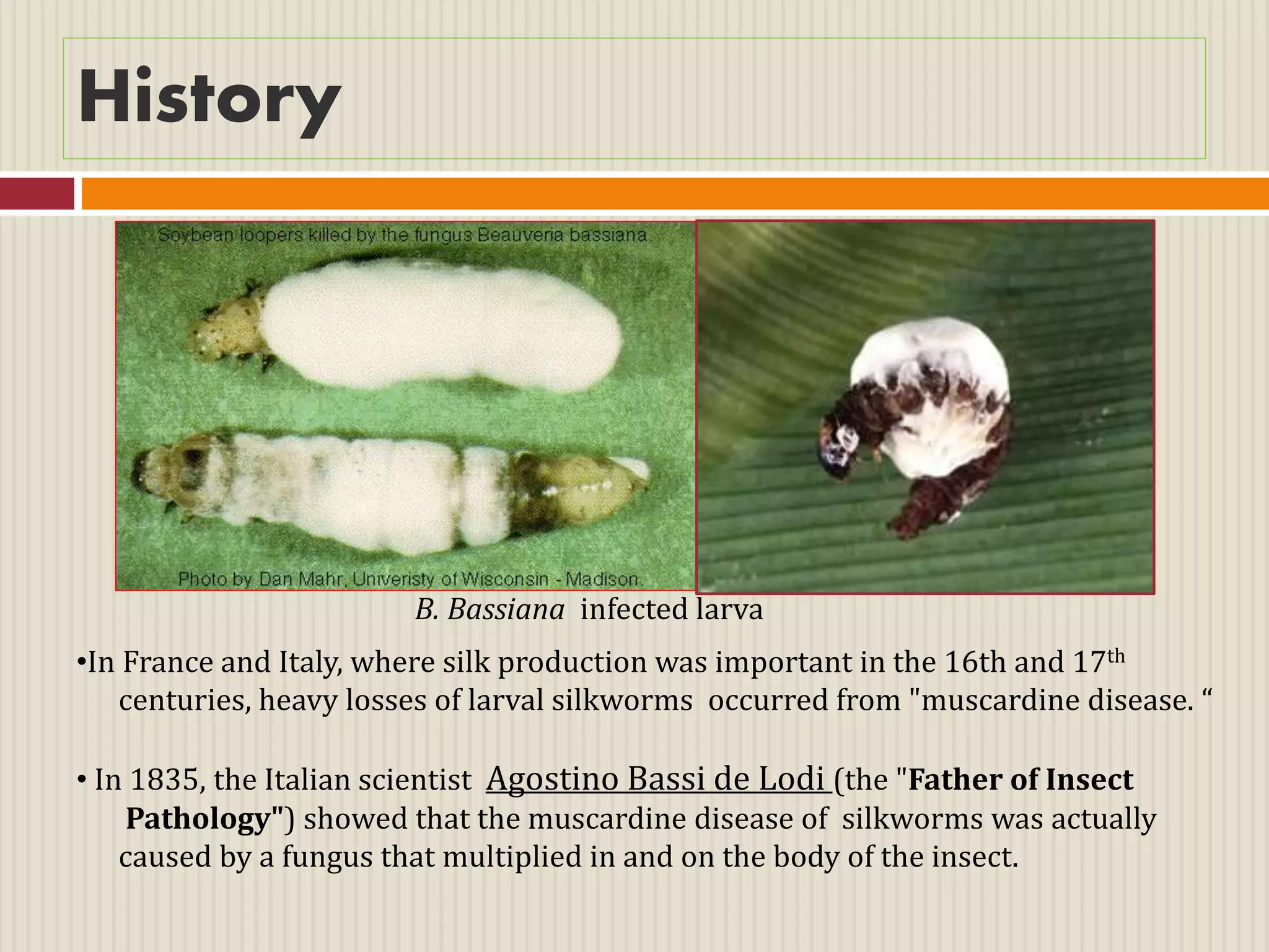 Entomo-pathogenic Fungi | PPT