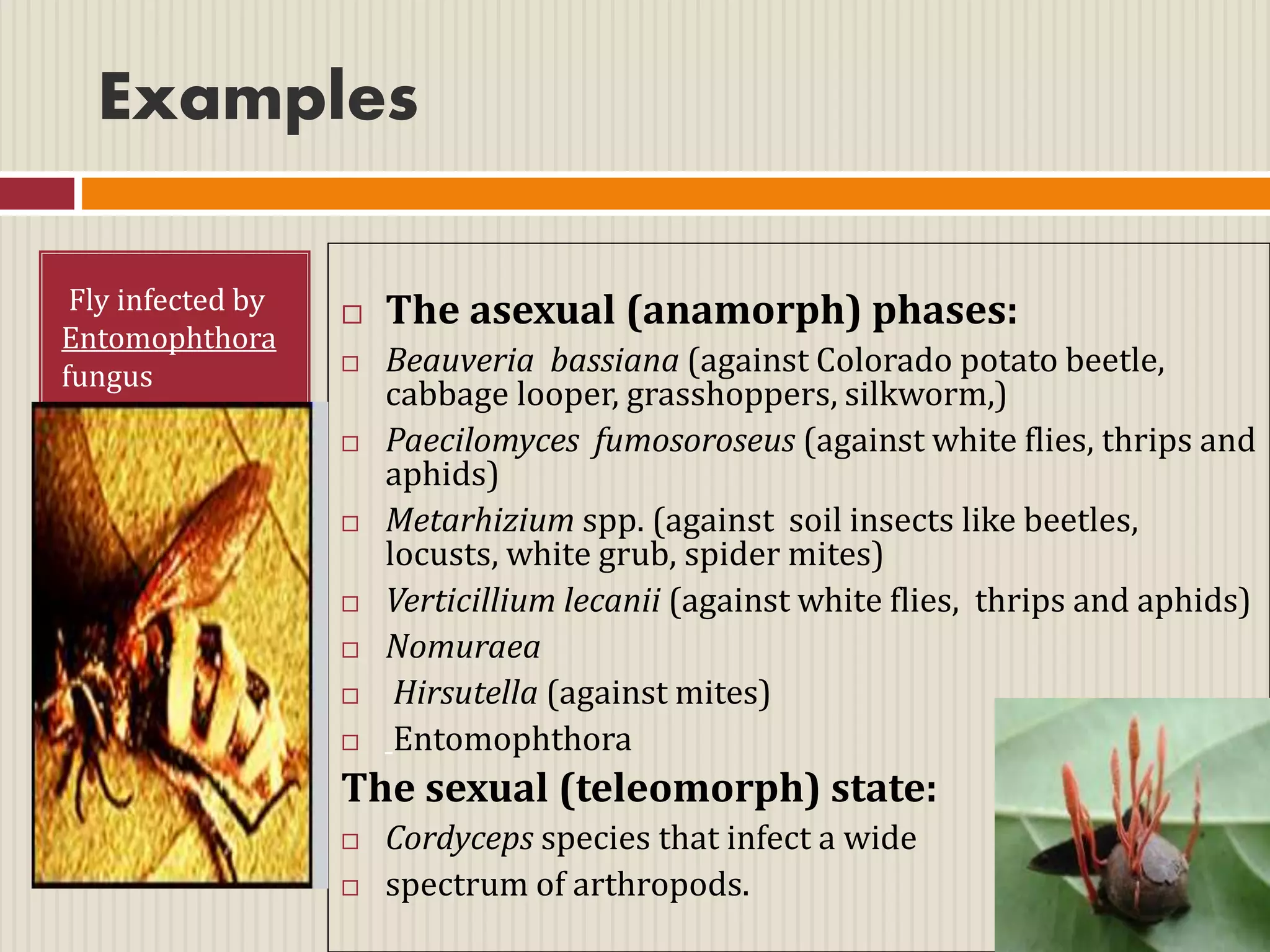 Entomo-pathogenic Fungi | PPT