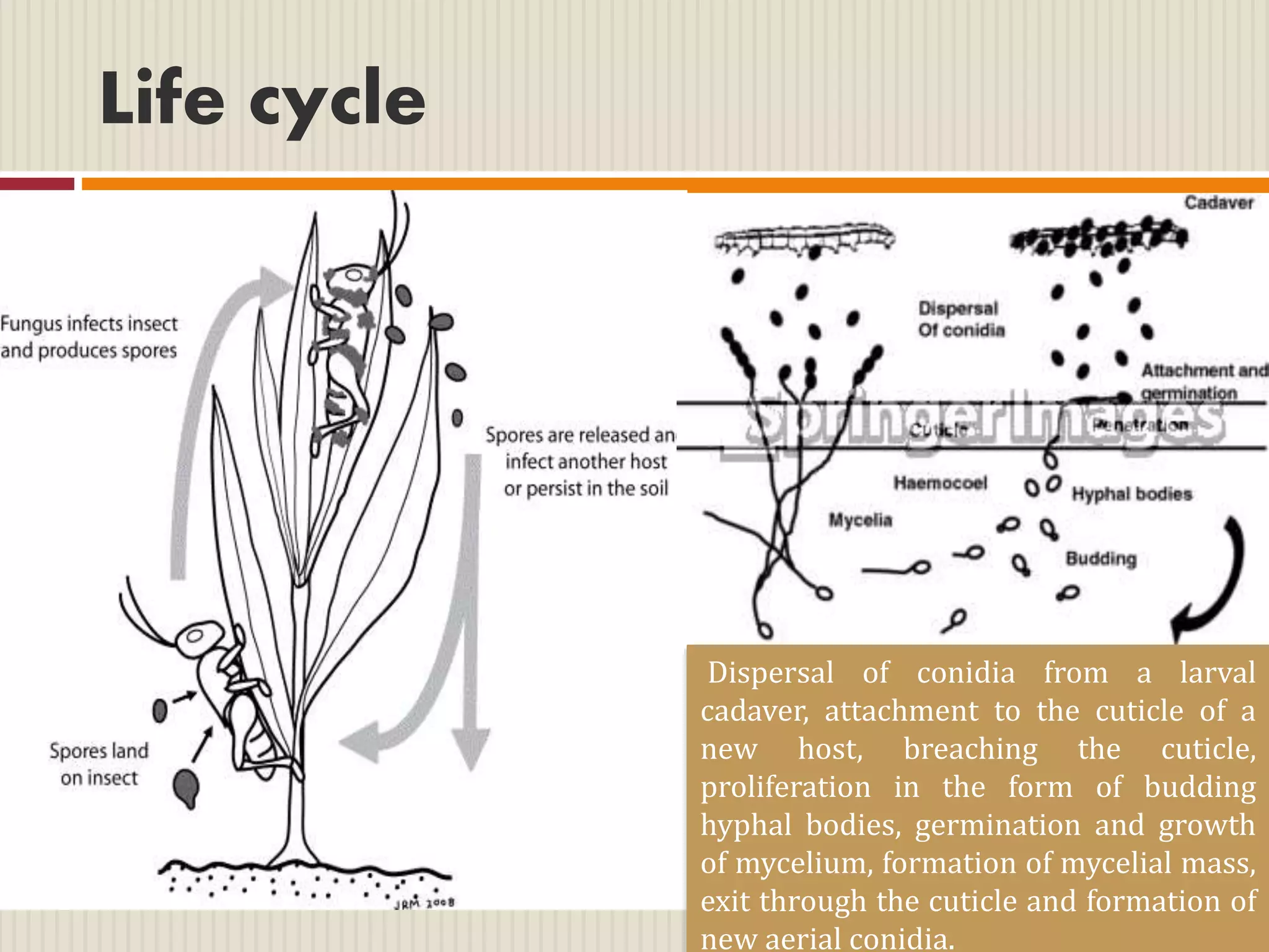 Entomo-pathogenic Fungi | PPT