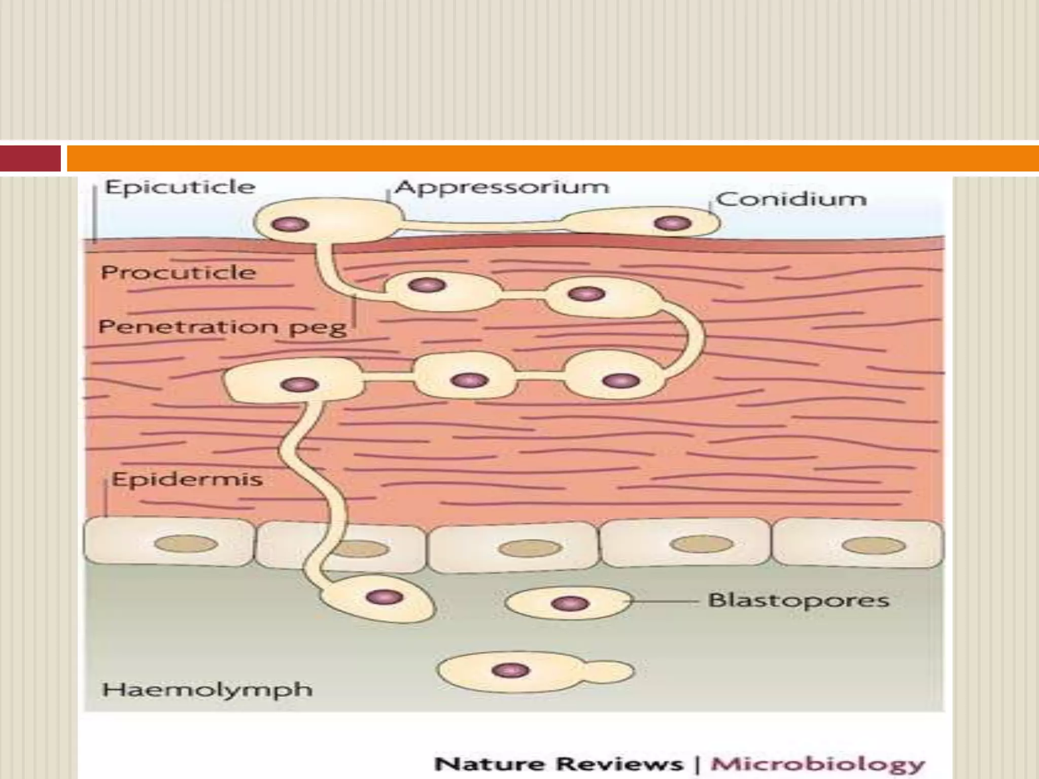 Entomo-pathogenic Fungi | PPT