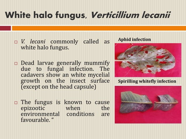 Entomo-pathogenic Fungi | PPT | Beekeeping | Hobbies & Interests