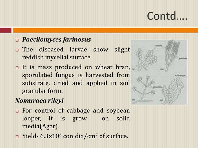 Entomo-pathogenic Fungi | PPT | Beekeeping | Hobbies & Interests