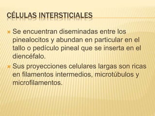 Epífisis | PPTX