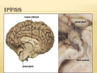 Epífisis | PPTX