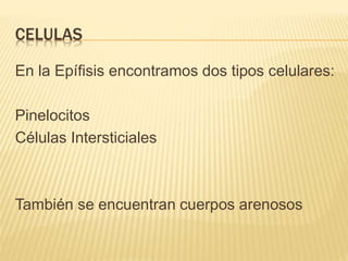 Epífisis | PPTX