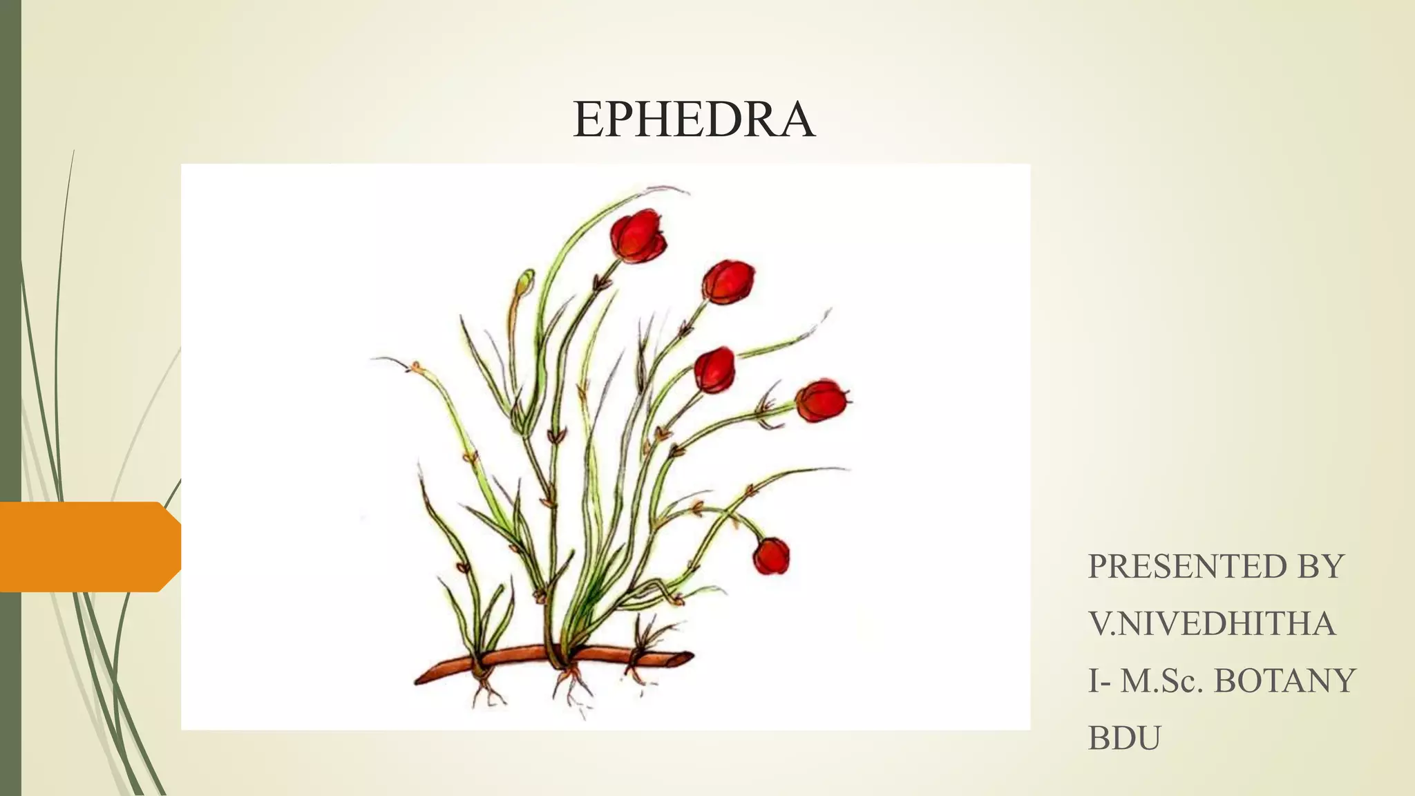 EPHEDRA | PPTX