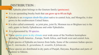 EPHEDRA | PPTX