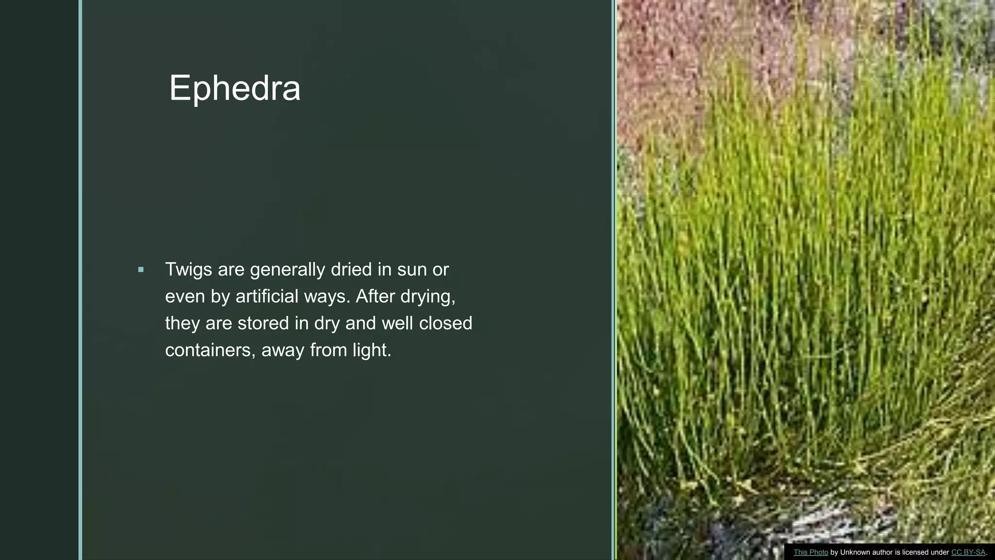 Ephedra | PPTX