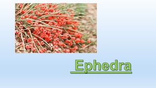 Ephedra | PPTX