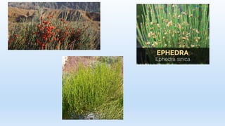 Ephedra | PPTX