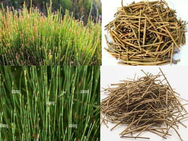 ephedra - alkaloid source, macroscopy,microscopy, constituents,uses | PPTX