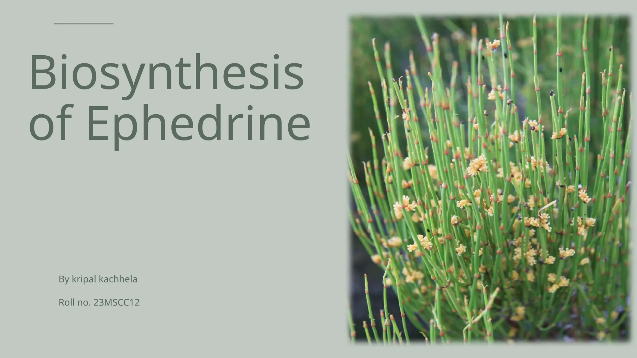 Ephedrine bio synthesis and its uses as medicine | PPTX