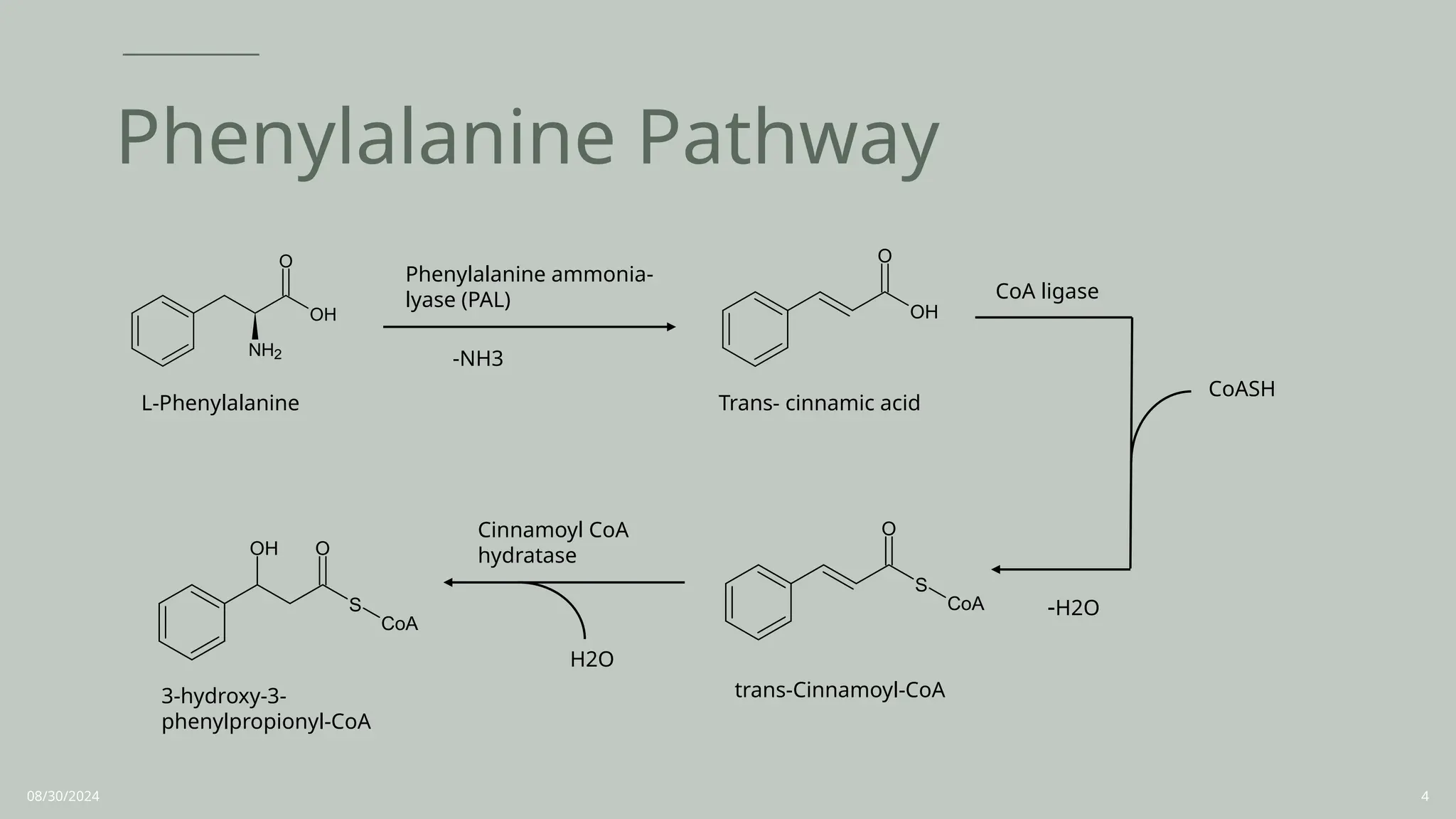 Ephedrine bio synthesis and its uses as medicine | PPTX