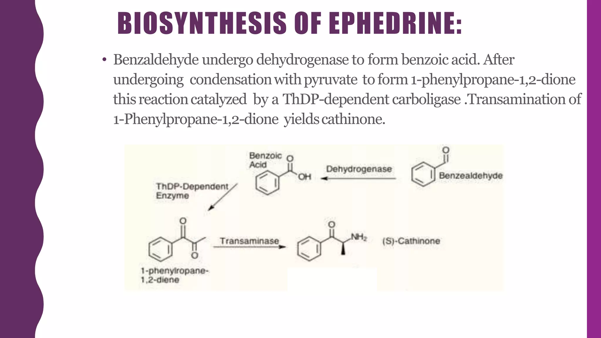Ephedrine (Alkaloid) | PPTX