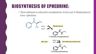 Ephedrine (Alkaloid) | PPTX | Chemistry | Science