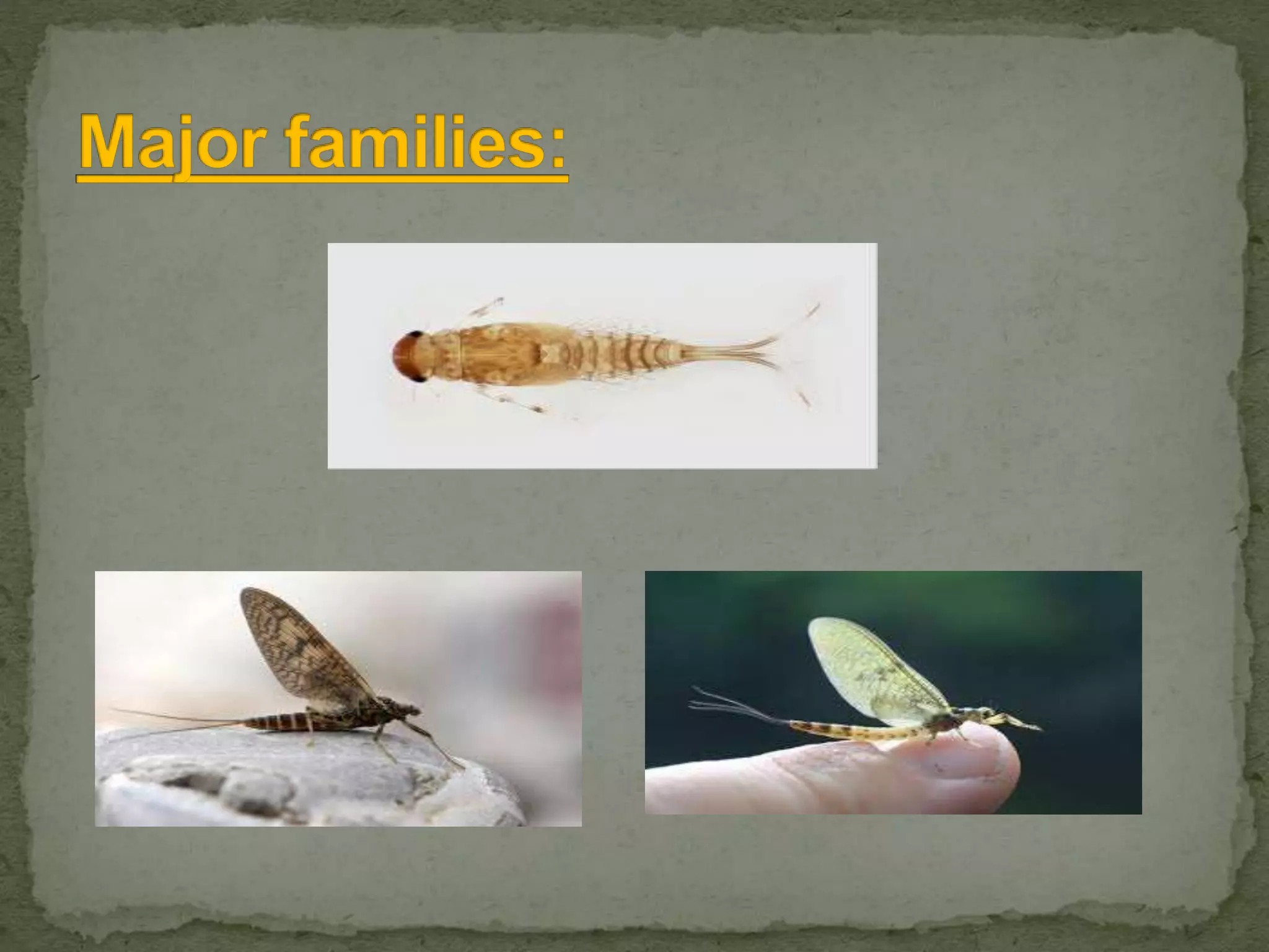 Ephemeroptera | PPTX