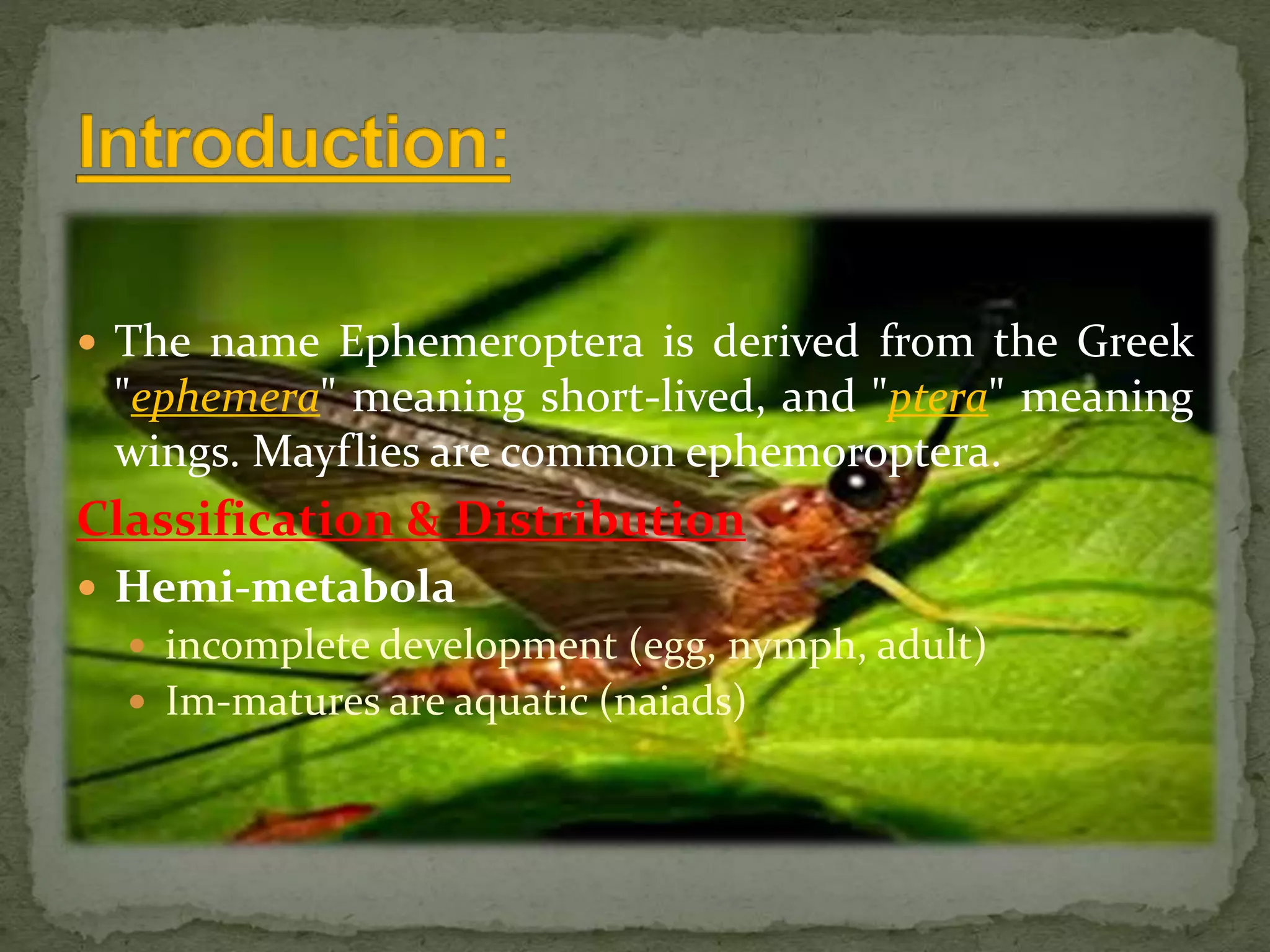 Ephemeroptera | PPTX