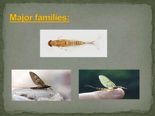 Ephemeroptera | PPTX