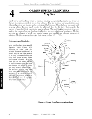 Ephemeroptera key to Ephemeroptera families | PDF
