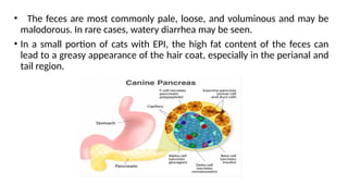 Exocrine Pancreatic insufficiency in Dogs and Cats | PPTX