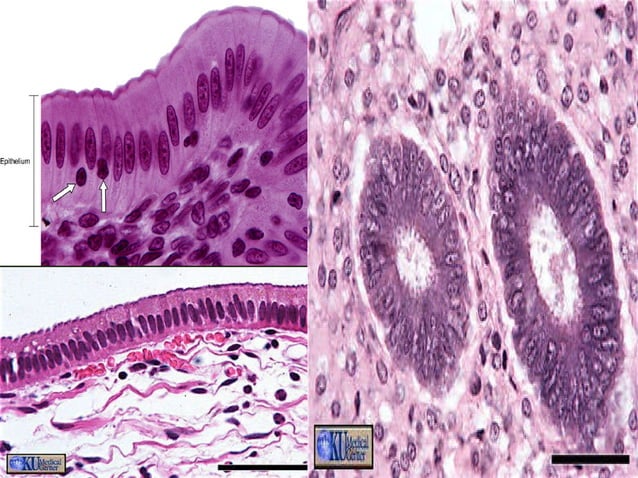Epithelial Tissue | PPT | Free Download