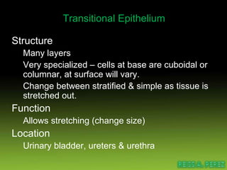 Epithelial Tissue | PPT