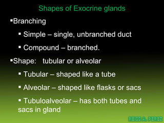 Epithelial Tissue | PPT