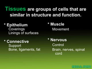 Epithelial Tissue | PPT