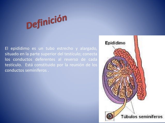 Epidídimo y conducto deferente MDLM | PPT