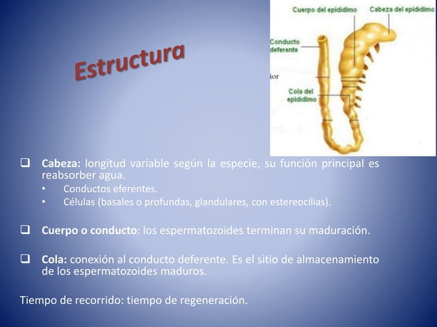 Epidídimo y conducto deferente MDLM | PPT