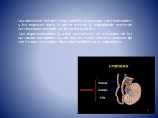 Epidídimo y conducto deferente MDLM | PPTX