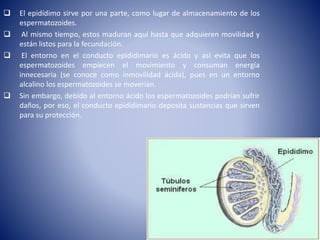 Epidídimo y conducto deferente MDLM | PPTX