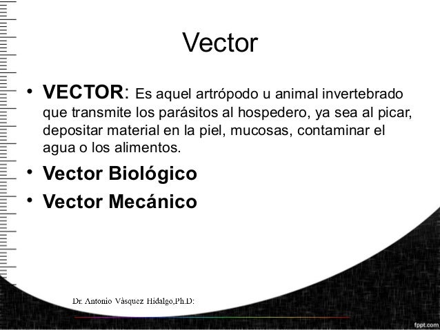Que Es Un Vector Biologico Bolzano Untitled