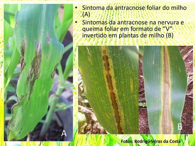 Epidemiologia e controle das doenças no milho | PPTX | Agriculture ...