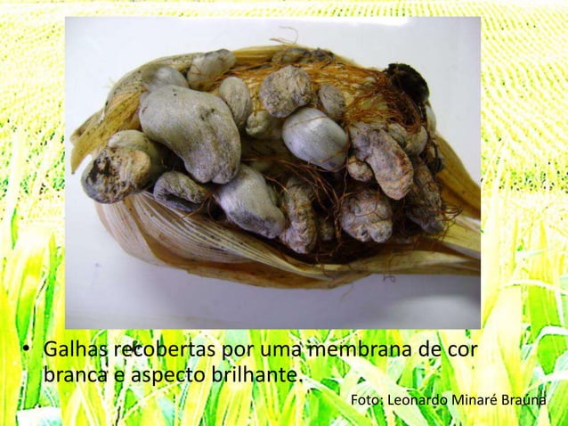 Epidemiologia e controle das doenças no milho | PPTX | Agriculture ...
